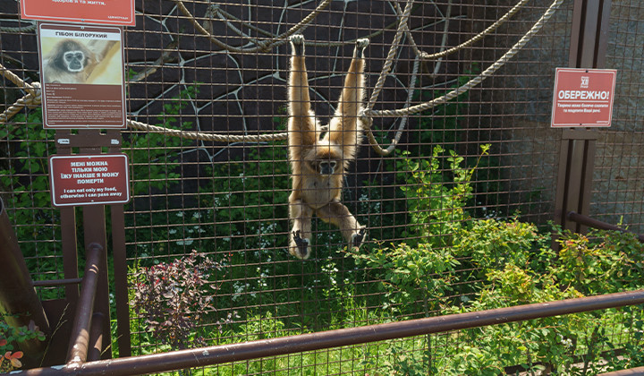 What are the nets for animal cages - Blog